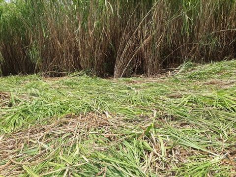 "mudas de capim acu" - Produção Rural no Brasil