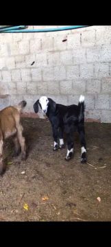 Agro e indústria em Pernambuco