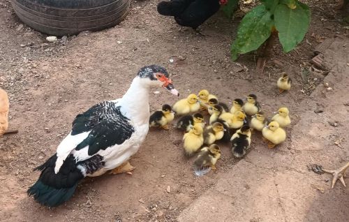 "filhotes de patos" - Outros animais no Brasil