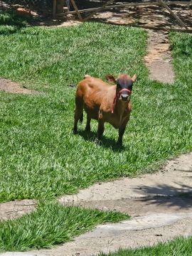 "boi mini boi" - Animais para agropecuária no Brasil