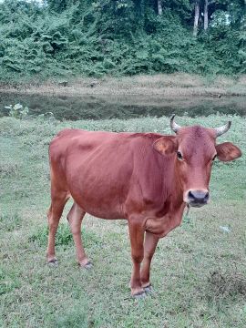 "vaca jersey" - Animais para agropecuária no Brasil