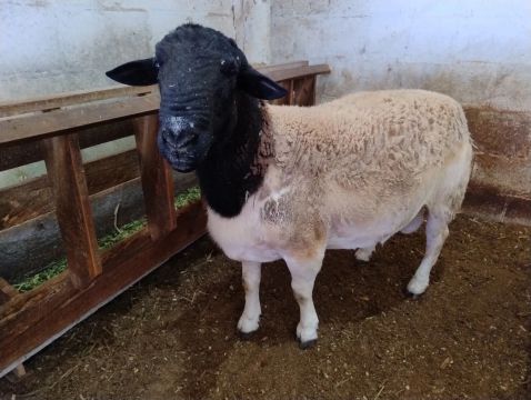 "carneiros dorper" no Brasil