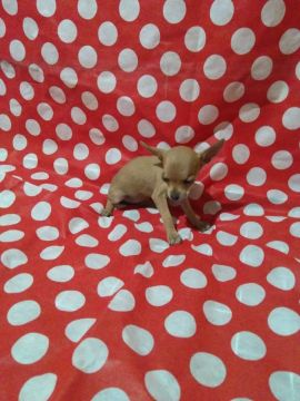 "pinscher 00 miniatura" - Cachorros no Brasil