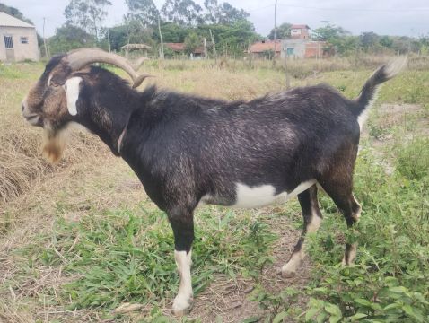 "cabritos" no Brasil