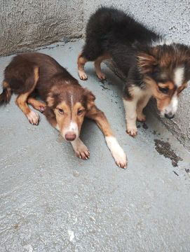 "bode filhote" no Brasil