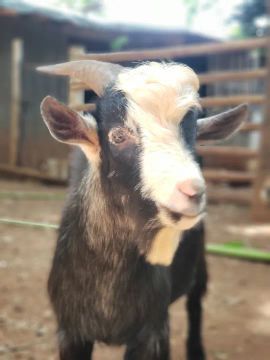 "cabras e cabritos" no Brasil