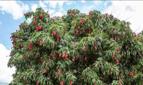 "lichia fruta" no Brasil