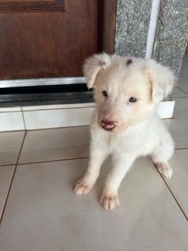 "bode filhote" no Brasil