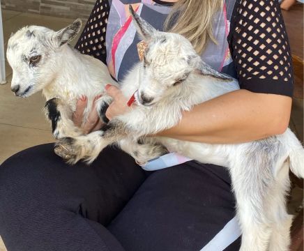 "mini cabras" no Brasil