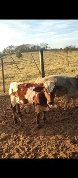 "boi mini boi" - Animais para agropecuária no Brasil