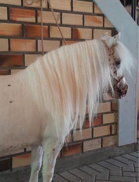 "mini ponei" no Brasil