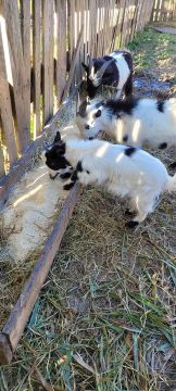 "bode filhote" no Brasil