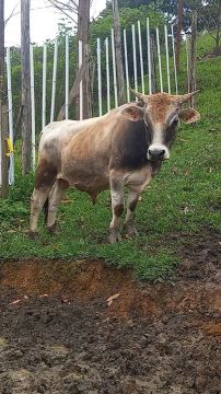 "boi mini boi" - Animais para agropecuária no Brasil