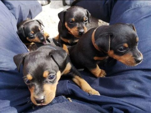 "pinscher 00 miniatura" - Cachorros no Brasil
