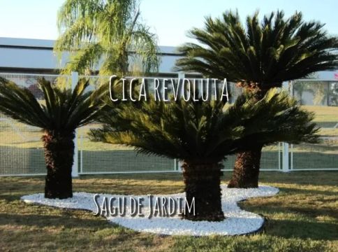 "planta sagu" no Brasil