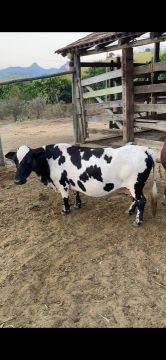 "mini vaca" - Animais para agropecuária no Brasil