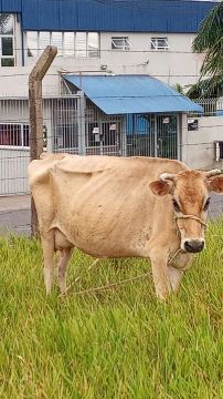 "vaca jersey" - Animais para agropecuária no Brasil
