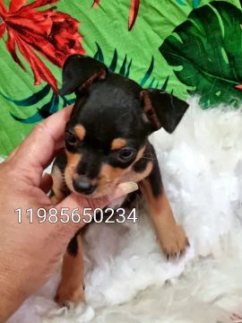 "cachorros pinscher 00" - Cachorros no Brasil