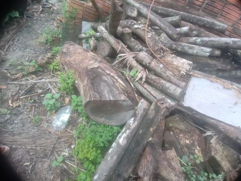 "tora de madeira" no Brasil