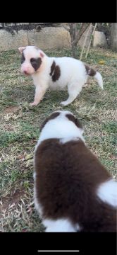 "bode filhote" no Brasil