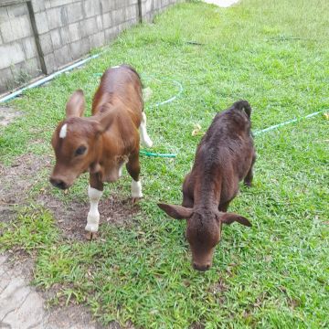 "mini vaca" - Animais para agropecuária no Brasil