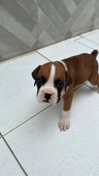 "filhotes de boxer" - Cachorros no Brasil