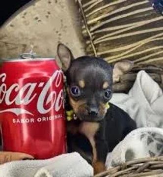 "pinscher 0" - Cachorros no Brasil