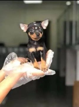 "pinscher 00 miniatura" - Cachorros no Brasil