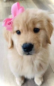Cachorro Golden Retriever no Brasil