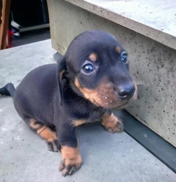 "mini gatos" no Brasil