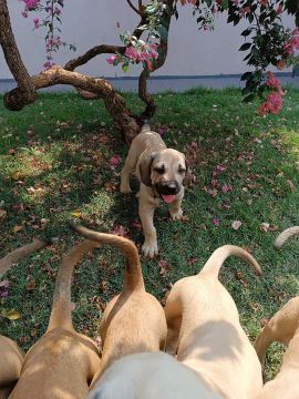 "filhote fila" - Cachorros no Brasil