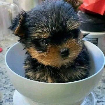 "yorkshire terrier mini" - Cachorros no Brasil
