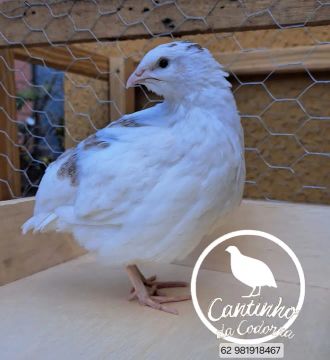 "filhotes de codornas" - Outros animais no Brasil