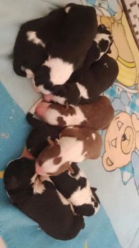 "bode filhote" no Brasil