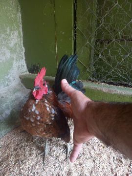 "galinhas garnizes" no Brasil