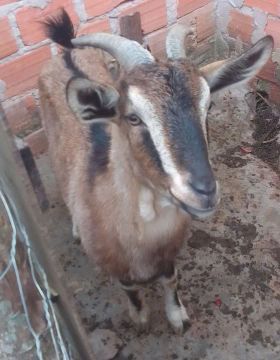 "cabras e cabritos" no Brasil