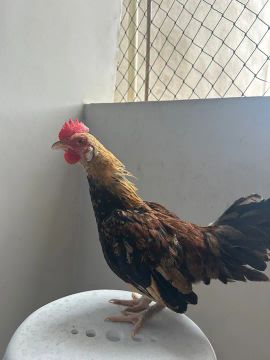 "galinhas garnizes" no Brasil