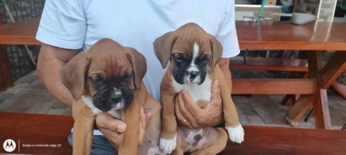 "filhotes de boxer" - Cachorros no Brasil