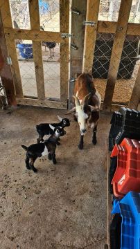 "mini cabras" no Brasil