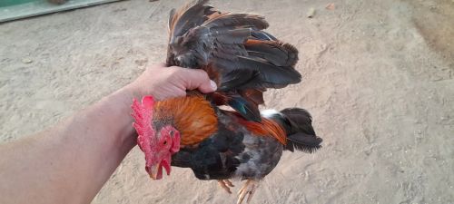 "garnizes nagasaki" no Brasil