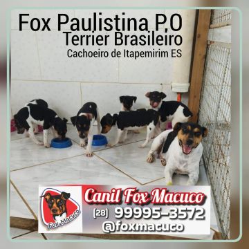 "filhotes de fox paulistinha" - Cachorros no Brasil