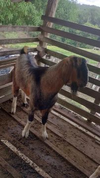 "bode filhote" no Brasil