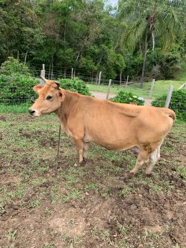 "mini vaca" - Animais para agropecuária no Brasil