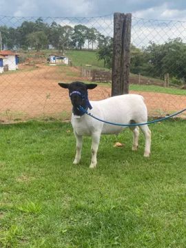 "carneiros dorper" no Brasil