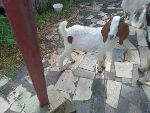 "bode filhote" no Brasil