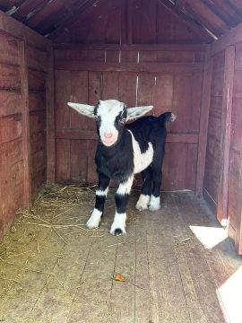 "mini cabras" no Brasil