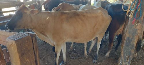 "vaca jersey" - Animais para agropecuária no Brasil