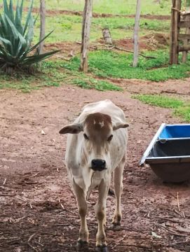 "mini vaca" - Animais para agropecuária no Brasil
