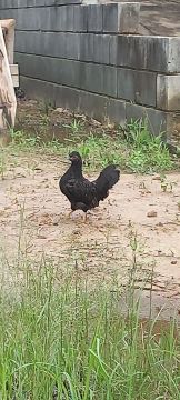 "galinhas garnizes" no Brasil