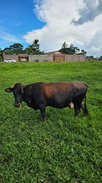 "mini vaca" - Animais para agropecuária no Brasil